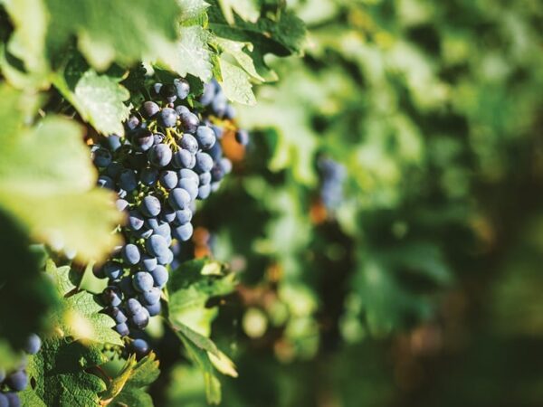 The rising popularity of Georgia’s Saperavi grape in Australian ...