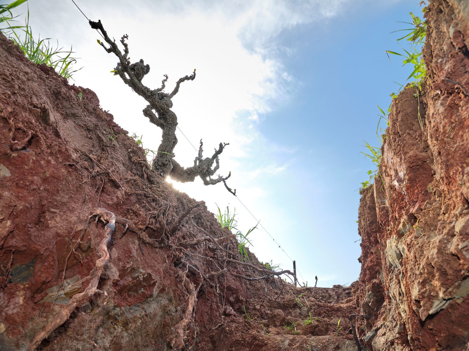 Australia’s Top 50 Vineyards 2022 - WBM Online