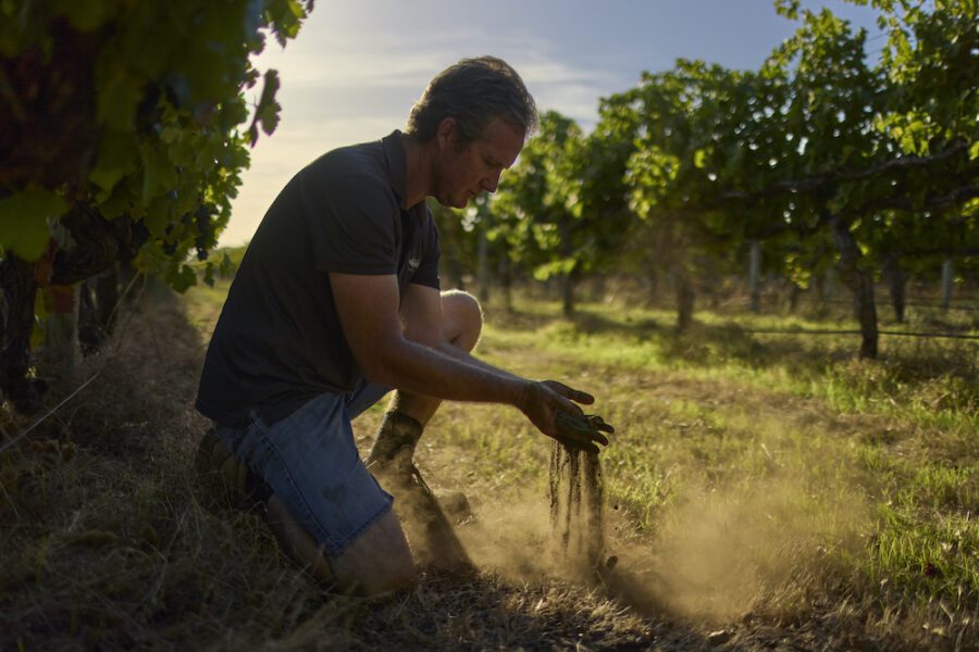 The vineyard behind the Schubert - WBM Online