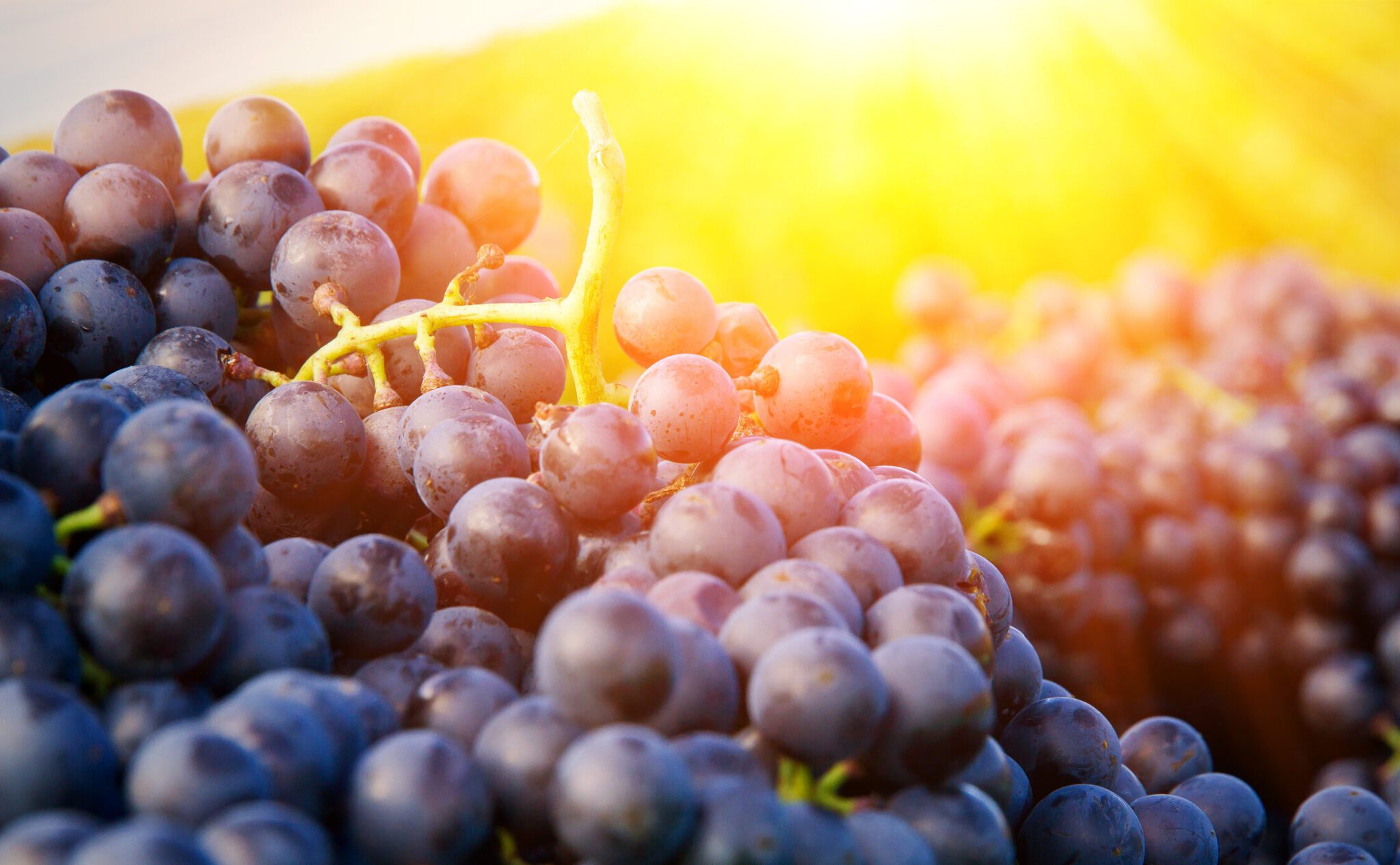 We knew we had to lose 30 percent of vineyards 16 years ago - WBM Online
